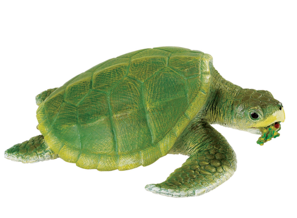 Kemp's Ridley Sea Turtle model - What If Scientific - Leave Only ...