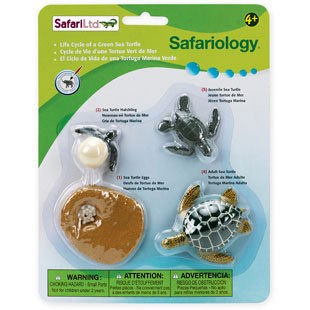Sea Turtle Dichotomous Key Activity - What If Scientific - Leave Only ...