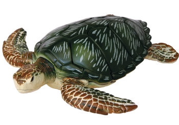 Sea Turtle Dichotomous Key Activity - What If Scientific - Leave Only ...