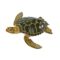 Sea Turtle Dichotomous Key Activity - What If Scientific - Leave Only ...